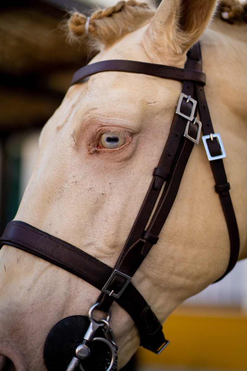 Galeria - Feira Nacional do Cavalo